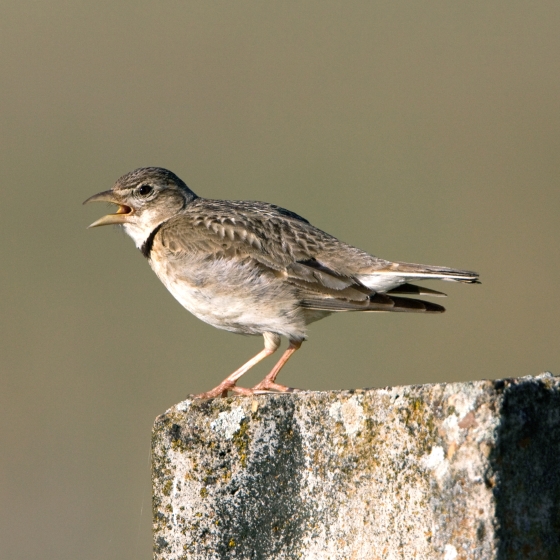 Calandra Lark | BTO